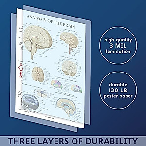 Palace Learning 2 Pack - Nervous System & Brain Anatomy Posters - Set of 2 Anatomical Charts - Laminated 18" x 24"