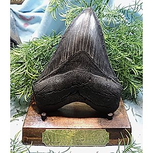Massive 5 1/4'' Megalodon Tooth. Impressive!!