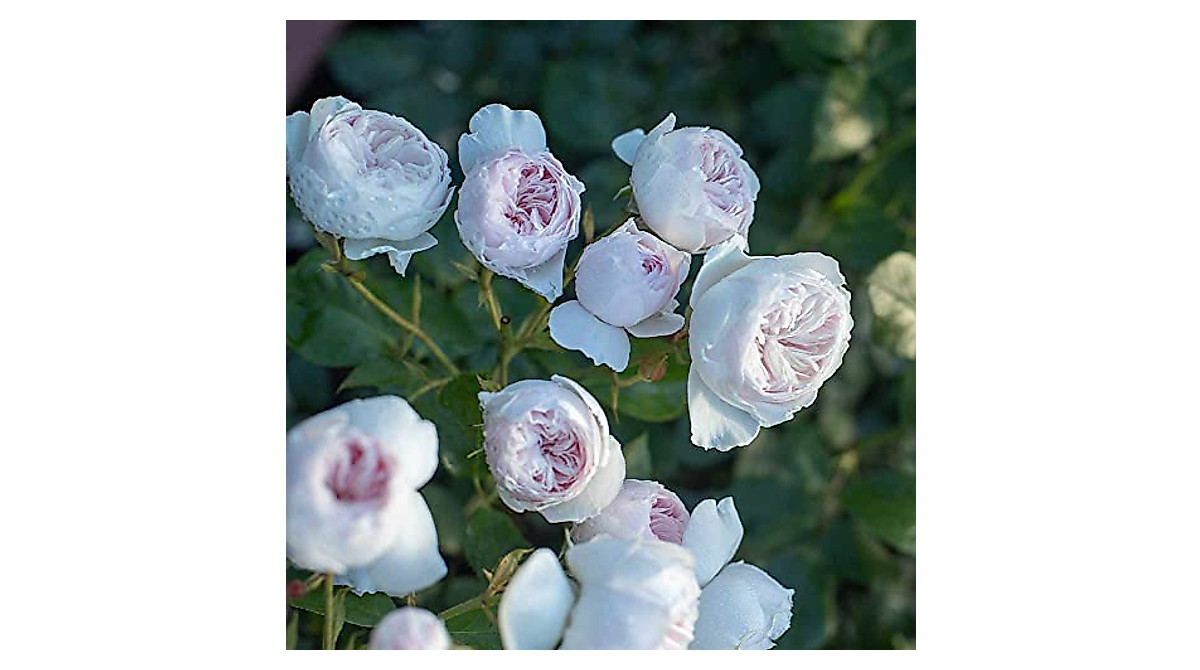 Heirloom Roses Earth Angel: Fragrant Pink Floribunda Rose