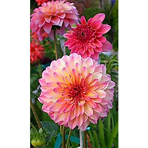 100+ Rare Mix Dahlia Flower Seeds - Easy to Grow, Made in USA, Ships from Iowa. Grow Beautiful Dahlias