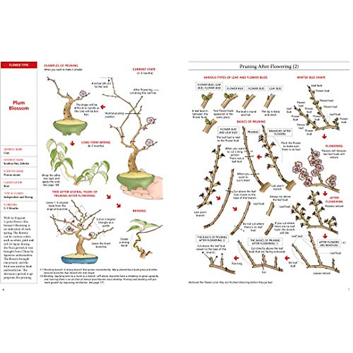 Introduction to Bonsai: The Complete Illustrated Guide for Beginners (with Monthly Growth Schedules and over 2,000 Illustrations)