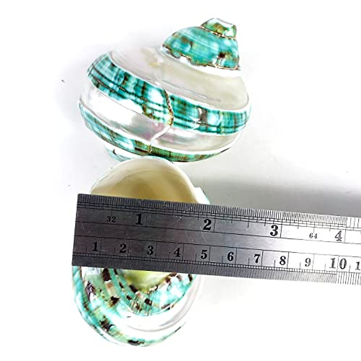 Heyiwell 2PC Large Jade Green Turbo with Pearl Banded Shells,Hermit Crab Shell &Turbo Shells Hermit Crab Supplies for Decor 2.5"~ 3.5" Inch