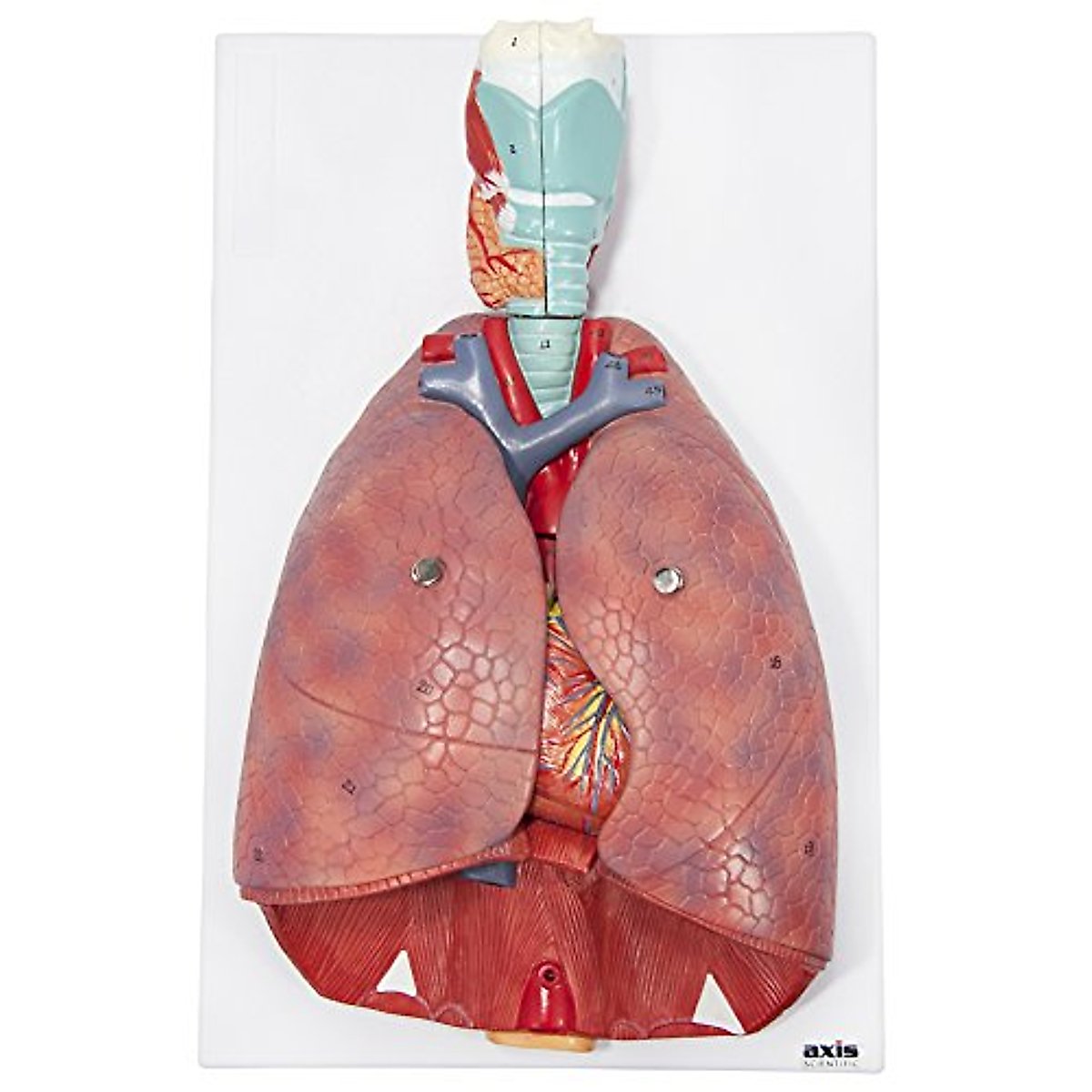 Axis Scientific Human Lung and Respiratory System Model | 3/4 Life Size Model has 7 Removable Parts | Includes 2 Part Heart and Detachable Larynx | Includes Product Manual