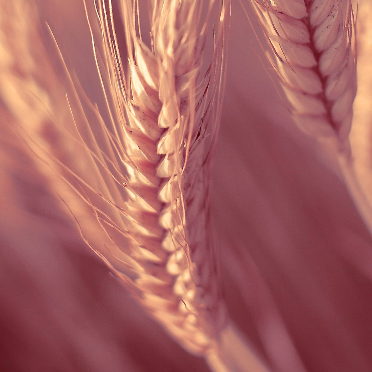 naissance Natural Vitamin E Oil 16 fl oz - Pure, Natural, Vegan, Cruelty Free, Hexane Free, Non GMO - Ideal for Aromatherapy, Skincare, Haircare, Nailcare and DIY Beauty Recipes