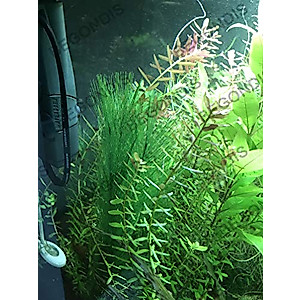 BEGONDIS Aquarium Decorations 3Pcs Fish Tank Artificial Green Water Plants Made of Silk Fabrics Plastic