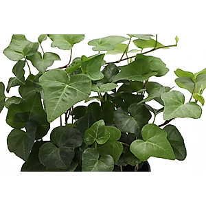 Thorsen's Greenhouse Live Green English Ivy Plant, Hedera Helix, Live Indoor Plant, 4" Diameter Pot