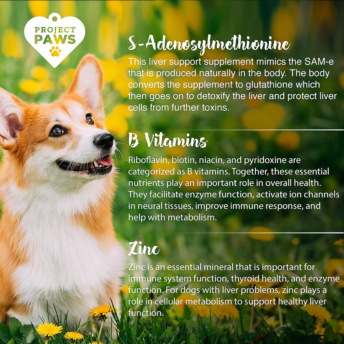 Project Paws Same for Dogs - Liver Support for Dogs with Vitamin B - Cognitive Dog Supplement - S Adenosyl Methionine for Dogs - 60 ct.