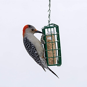 C&S High Energy Delight No Melt Suet Dough 11 Ounces, 12 Pack