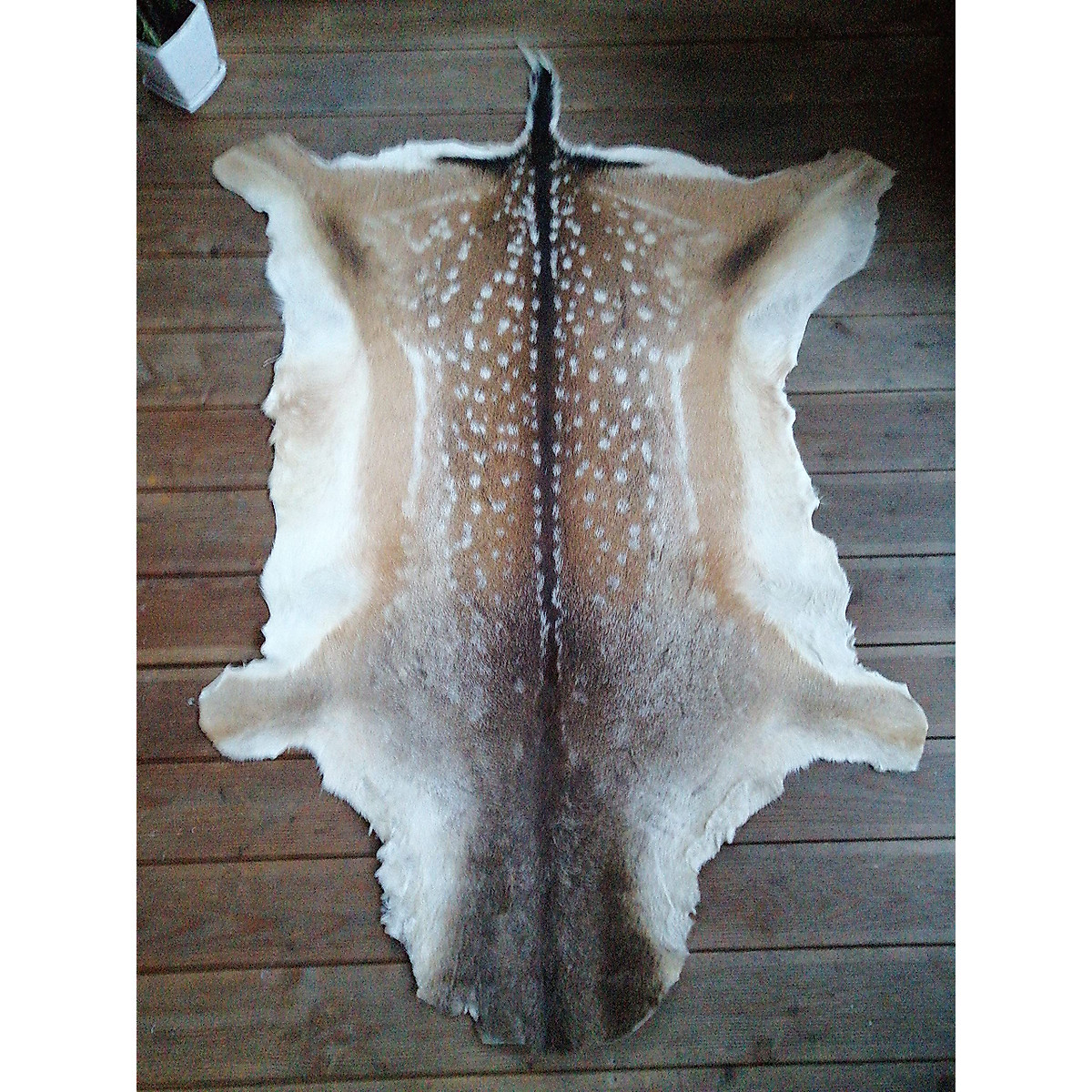 Robert Tartufferie Fallow Deer Skin Fur Hide pelt Rug Taxidermy Hunting Trophy