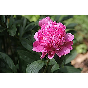 Sarah Bernhardt Garden Peony - Pink Paeonia (3 Roots)