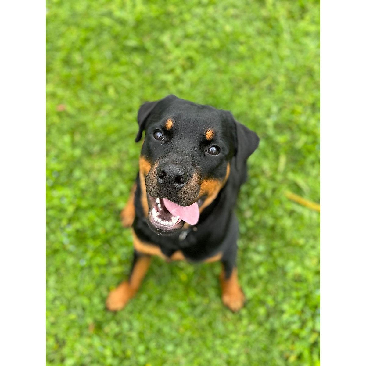 Generic Grill House Kind Rewards Dog Treats 4.5 oz (128g) Bac'N Sizzlers Flavored (Bacon)