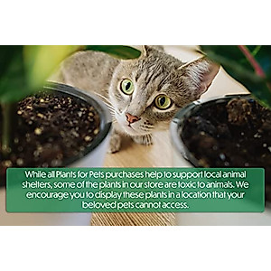 Aloe Vera Plant Live Succulent Plants, Live Aloe Vera Plant Succulents, Live Aloe Plant in Aloe Plant Pot, Aloe Plants Live Indoor Plants, Live Aloe Vera Plant Indoor House Plants by Plants for Pets