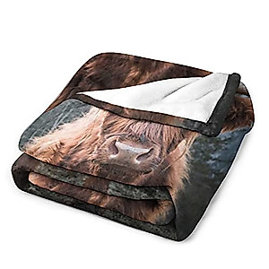 Cow Blanket Cool Highland Horned Baby Cow Cattle Enjoying The Sunrise Flannel Blanket,Ultra Soft Sofa Bed Blanket, Lightweight Travel Throw Blankets Novelty Gift Blanket Unisex,60"X50"