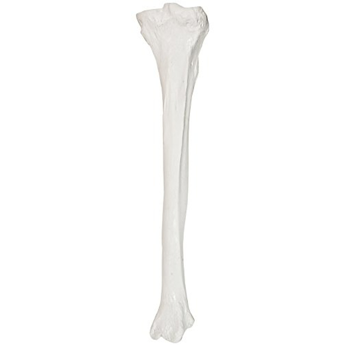 Axis Scientific Tibia Bone Model | Right | Cast from a Real Human Fibula Bone l Lower Leg Bone Model Has Realistic Texture and Important Bony Landmarks | Includes Product Manual