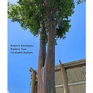 1-1000pcs Rainbow Eucalyptus Tree Seeds Indonesian Gum Mindanao Binacag Sarassa 0128 (25+ Seeds)