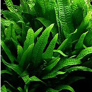 Aquatic Discounts - 3 Different Live Aquarium Plants - Anacharis + Hornwort + Java Fern BUY2GET1FREE!