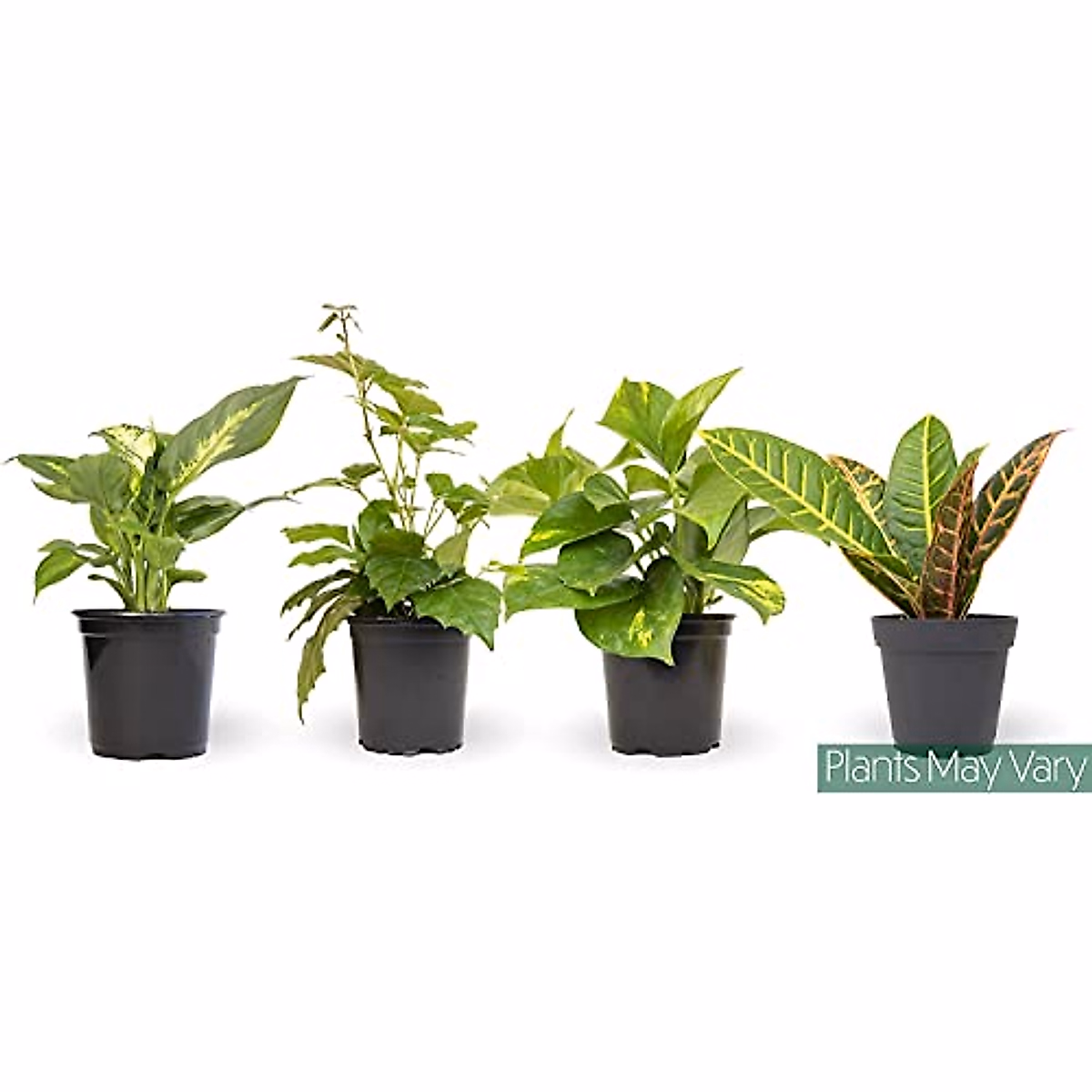 Altman Plants, Classic Houseplant Collection (4PK) Live Plants Indoor Plants Live Houseplants in Plant Pots, Easy House Plants Indoors Live, Snake Plant, Pothos in Potting Soil, Clean Air Plants