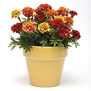 Outsidepride Tagetes Patula French Marigold Strawberry Blonde Garden Flowers for Pots, Containers, Window Boxes - 200 Seeds