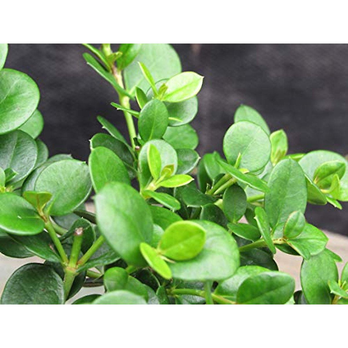 Natal Plum Bonsai Tree