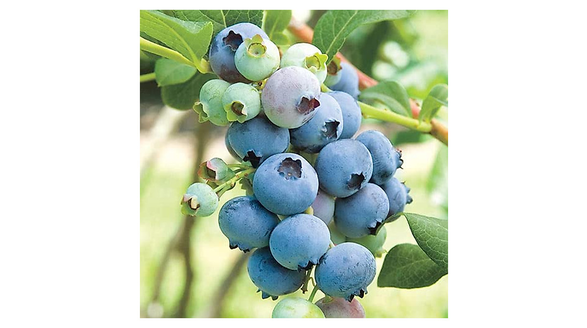 Powder Blue Rabbiteye Blueberry - Fast Growing 1 Gal Tree - Easy Care