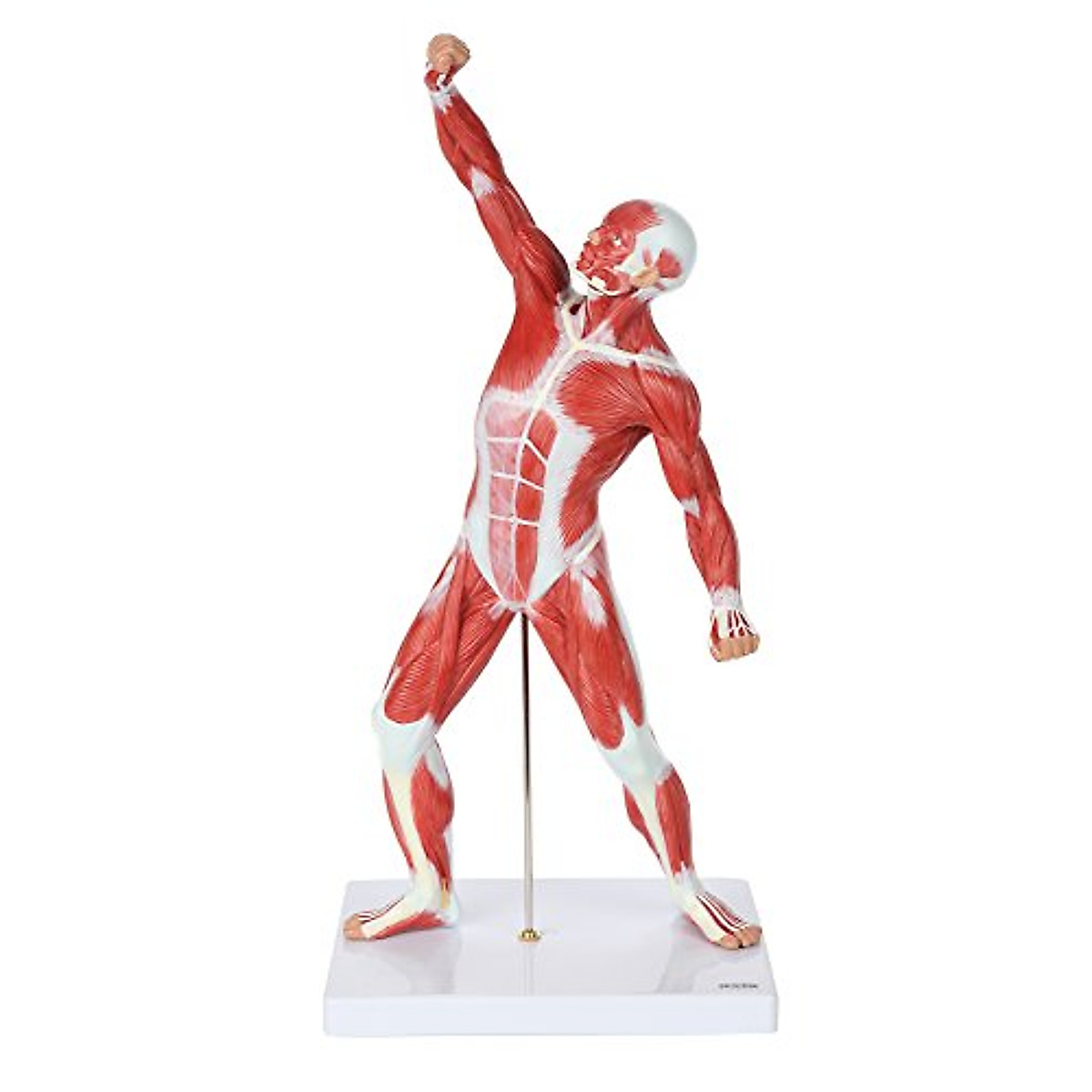 Miniature Muscular System Model, 20” Human Muscle Model, Body Muscle Figure Anatomy Model with Structure of the Body, Anatomy and Physiology Model, Detailed Product Manual, Made by Axis Scientific