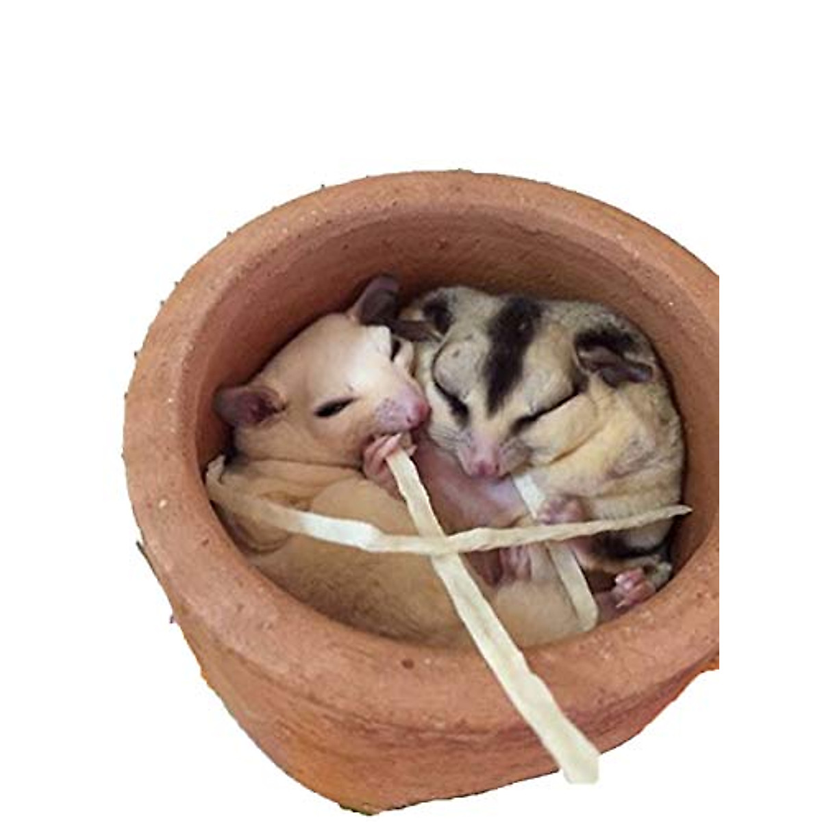 1 Sachet Sugar Glider, Hamster, Squirrel, Hedgehog, Chinchillas, Rabbit, Ferret, Small Exotic Pet Food Supplies Fish Snack 120 g. + 10% Bonus = 138 g.