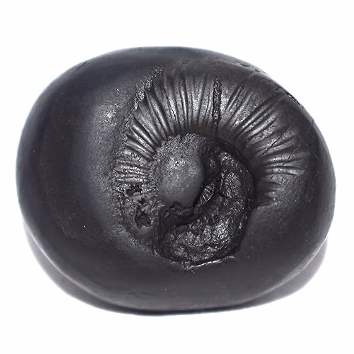 Sesha Shaligram/Shesha Salagram - Nepal