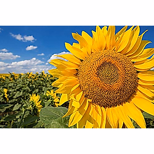 Mammoth Grey Stripe Sunflower Flower Seeds, 50+ Heirloom Seeds Per Packet, (Isla's Garden Seeds), Non GMO Seeds, Botanical Name: Helianthus annuus