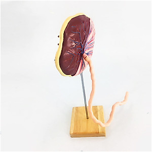 KH66ZKY Human Placenta Umbilical Cord Model - Reproductive System Anatomical Model - Human Internal Organs Medical Educational Training Aid