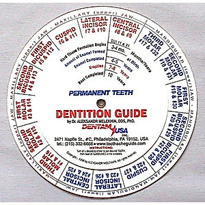 5 Dentition (Tooth Eruption) Guides/Practitioner and Dental Student Exam Study