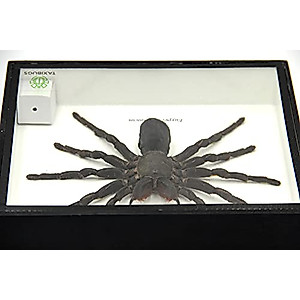 Real Giant Bird Eating Tarantula EURYPEIMA SPINCRUS Spider Taxidermy Transparent Boxed Display (Black Wooden Box)
