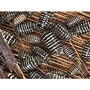 Bugzy Bugs Zebra Armadillidium Isopods 10 Count Live Roly Poly Cleanup Crew Feeders for Terrarium Reptile Insect Pet Food
