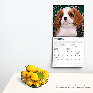 The Beauty of Cavalier King Charles Spaniel Puppies | 2024 12 x 24 Inch Monthly Square Wall Calendar | Sticker Sheet | StarGifts | Animals Dog Breeds Puppy