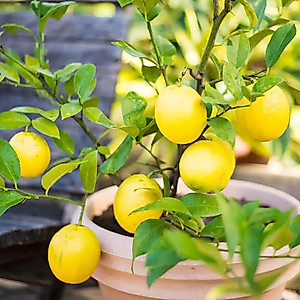 YEGAOL Garden Dwarf Lemon Tree Seeds 50Pcs Fruit Seeds Non-GMO Organic Self-Pollinating Fragrant Indoor Balcony Potted Plant