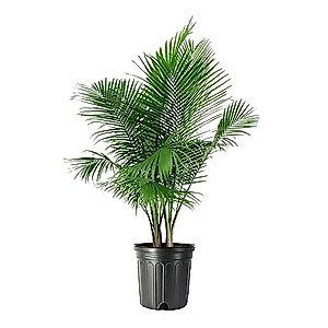 American Plant Exchange Majestic Palm, Tropical Elegance, Large Fronds, Perfect Indoor Statement Plant and Patio Decor, 10-Inch Pot