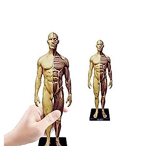 Aries Outlets USA 30CM Human Anatomical Anatomy Skull Head Body Muscle Bone Resin Model Male Golden