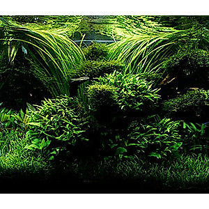 Java Fern – Mature, Healthy, Super Easy Live Aquarium Plant 5-6 in. Great for Betta Guppy Cherry Shrimp! by Aquatic Discounts. BUY2GET1FREE!