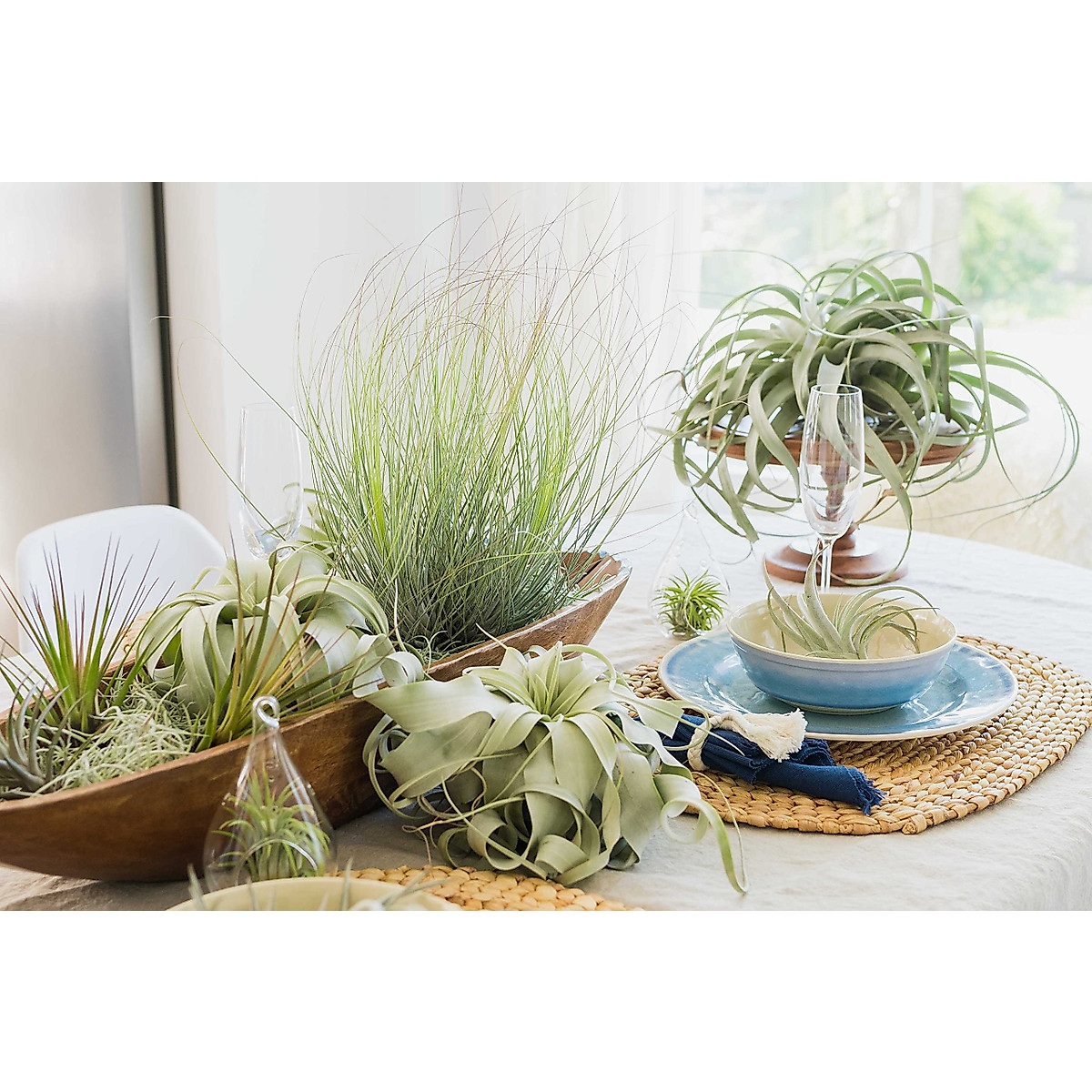 Air Plant Shop 3 Pack Mini Tillandsia Xerographica- Wholesale and Bulk - Succulents - Live Tillandsia - Easy Care Indoor and Outdoor House Plants