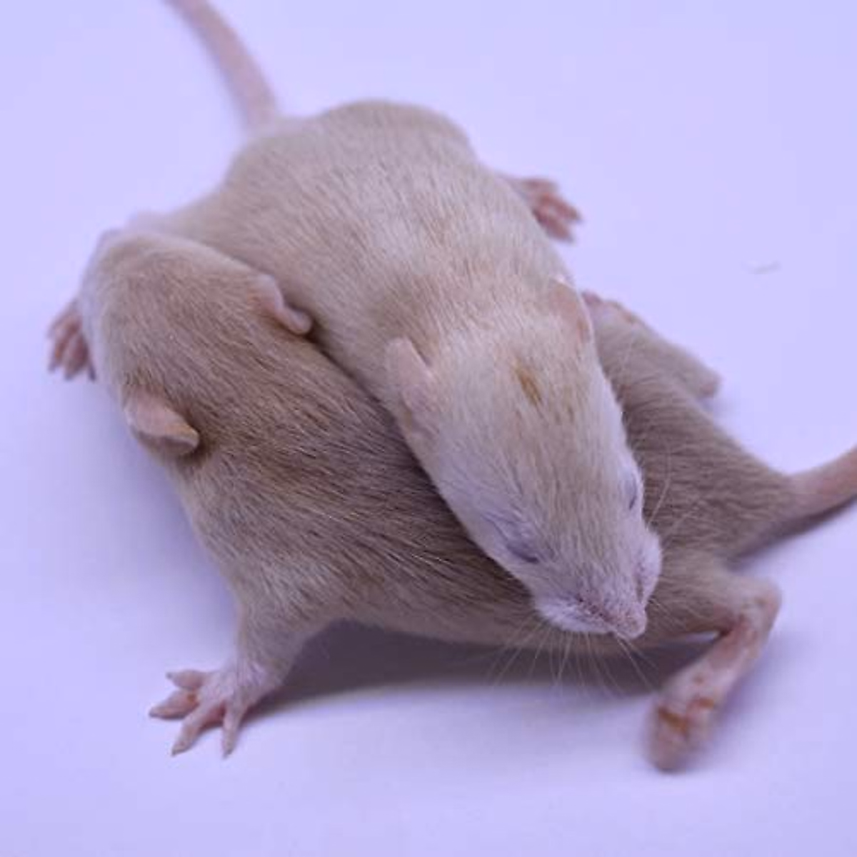 MiceDirect 40 Pup Frozen Feeder Rats Food for Adult Corn Snakes Juvenile & Adult Ball Pythons Lizards & Birds of Prey