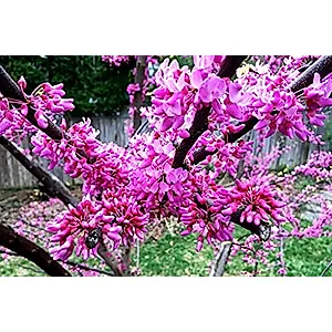 Judas Tree Bonsai European Redbud Tree of Love Flowering Cercis Siliquastrum Sakura 15 Seeds for Planting