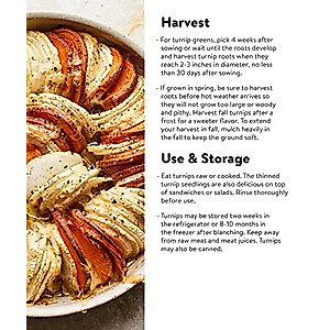 Burpee Purple Top White Globe Turnip Seeds 5000 seeds