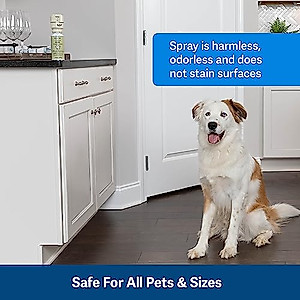 PetSafe SSSCAT Spray Replacement Can Only – Use with SSSCAT Spray, Dog and Cat Deterrent System - Keeps Areas Pet Proof – Environmentally Friendly Training Repellent - Protect Your Pets and Furniture