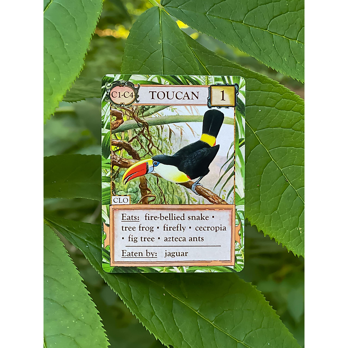 Montrose Biology Ecologies: Hidden Habitats - Use Science to Build Food Webs in 7 Biomes - Beautiful Vintage Nature Art for The Classroom or Game Night