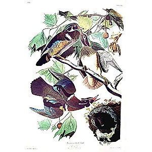 Summer or Wood Duck. From"The Birds of America" (Amsterdam Edition)
