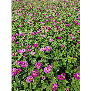 150+ Mixed Double Zinnia Seeds Flower Garden Big Bright Beautiful Variety Butterfly