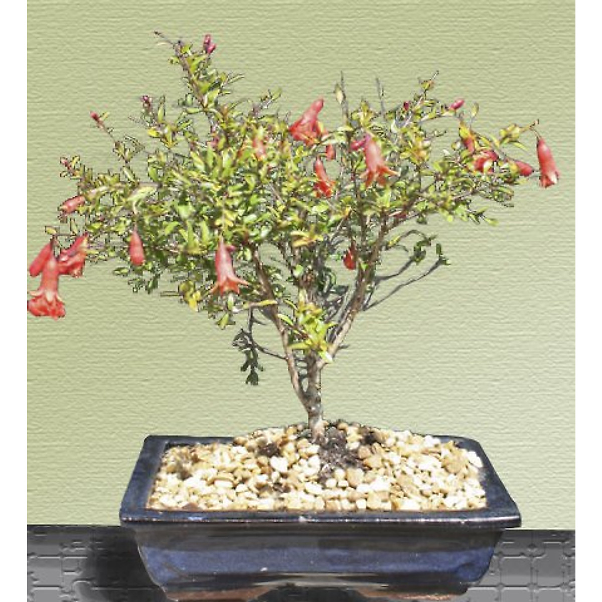 Dwarf Pomegranate Bonsai