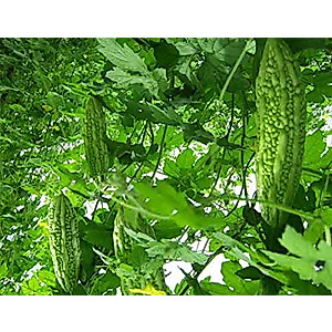 salee shop 30 Seeds Bitter Gourd Seeds, Chinese Bitter Gourd