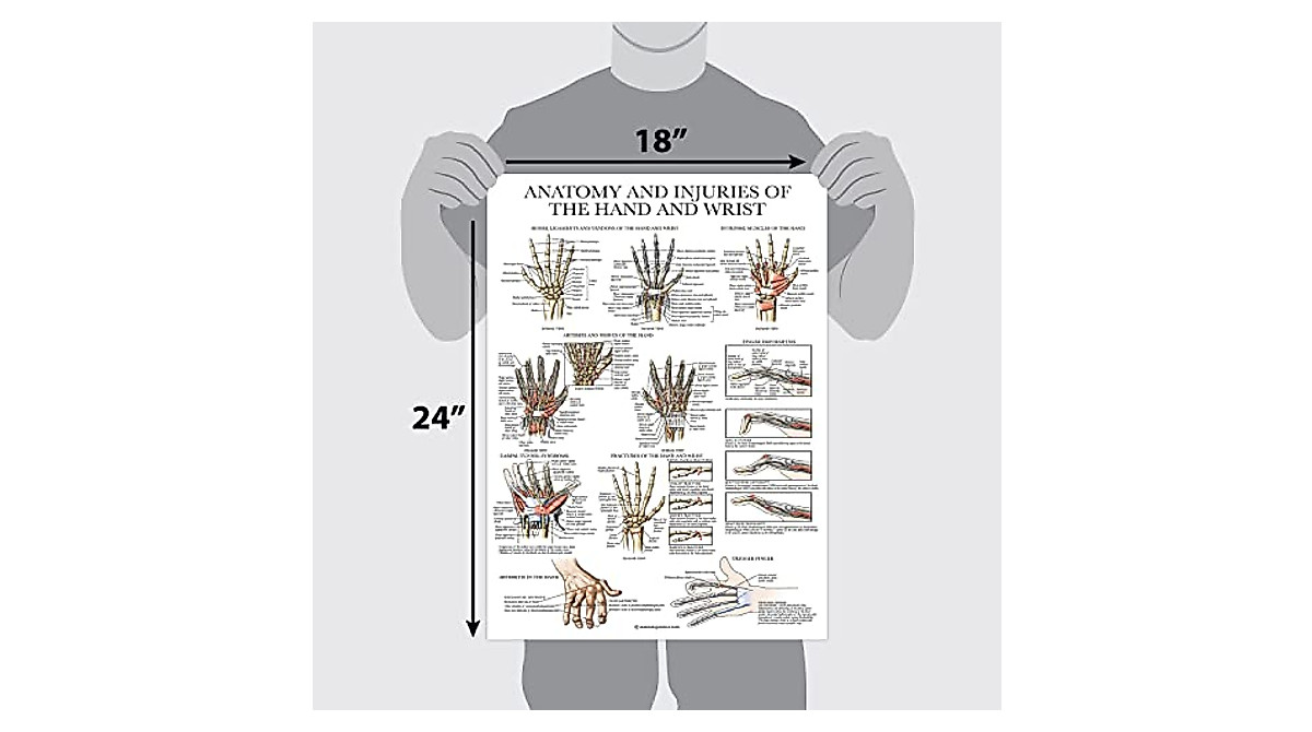 Laminated Hand & Wrist Anatomy Chart - Durable & Detailed