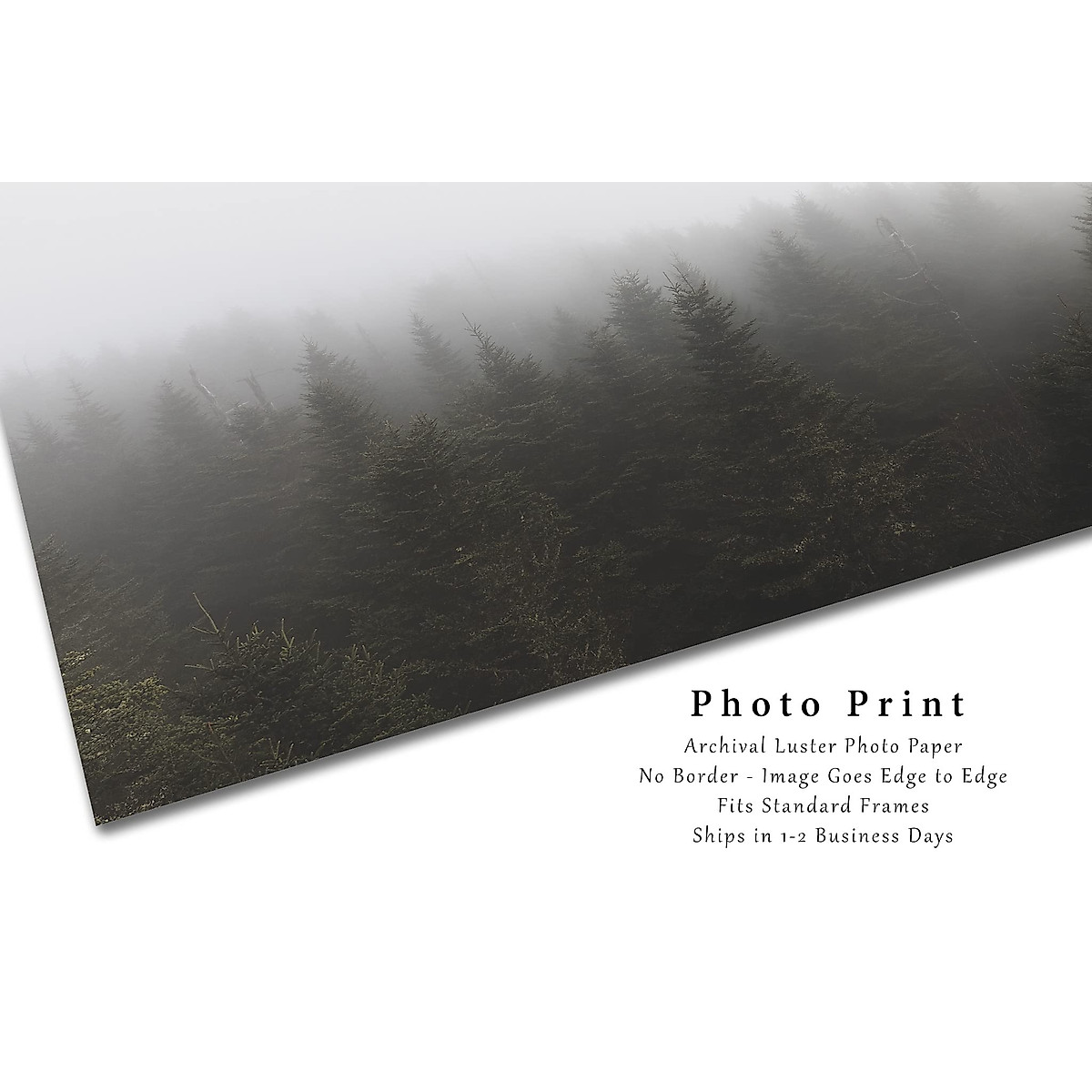 Forest Photography Print (Not Framed) Picture of Treetops Shrouded in Fog on Foggy Day at Clingmans Dome North Carolina Tennessee Ethereal Wall Art Great Smoky Mountains Decor (4" x 6")