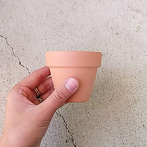 SUCCULENTS BOX | Unique Collection of Live Cactus Plants, Golden Barrel Cactus (2'' + Clay Pot), Hand Selected, Rare Varieties for Gift or Home Decoration